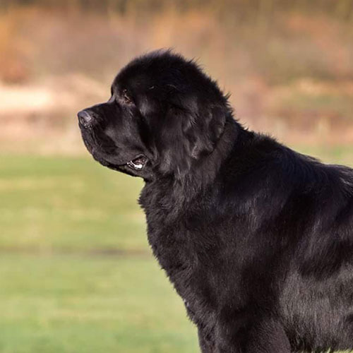 Dog Food Collections - Your Pet Food Online